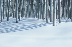 Forest In Winter, Colorado, USA - Galerie Prints - Premium Photographic ...