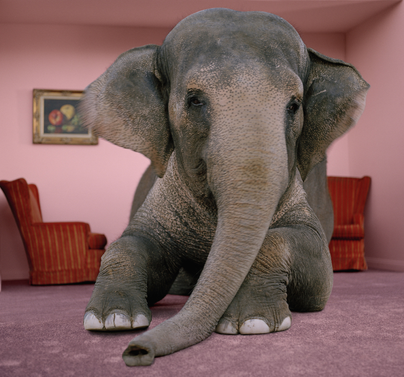 Surreal Elephant - Galerie Prints - Premium Photographic Prints