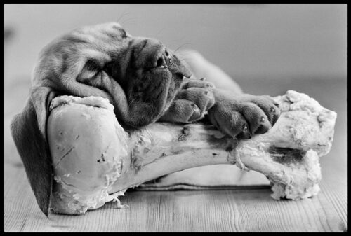 Oddities & Humour - Galerie Prints - Premium Photographic Prints